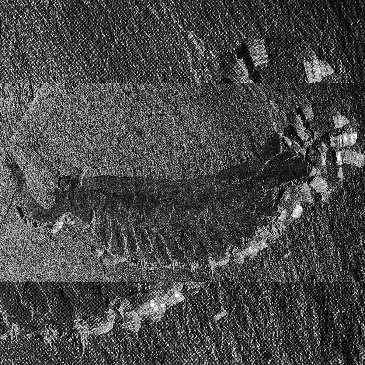 Opabinia | Cambriazoa | Paleobiota