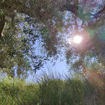 Anthem to Truth - See More, Oh Yeah | Indreba