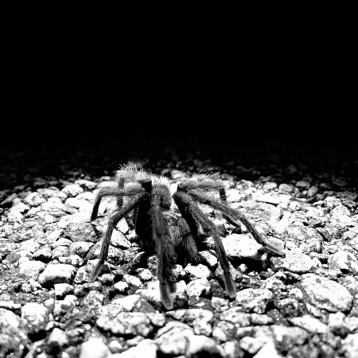 Empty Oasis | Memory Derelict