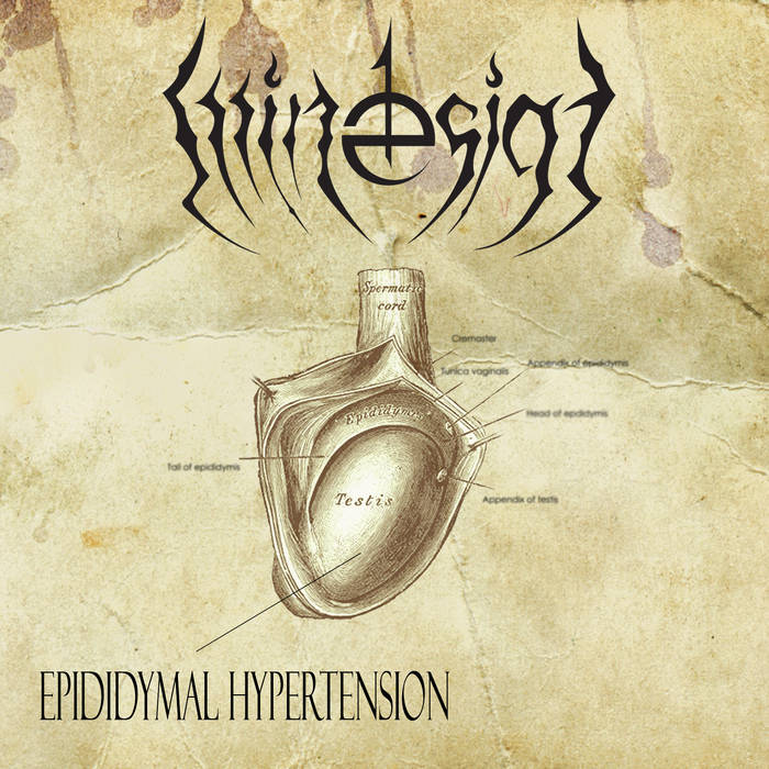 Epididymal Hypertension | Mindesign