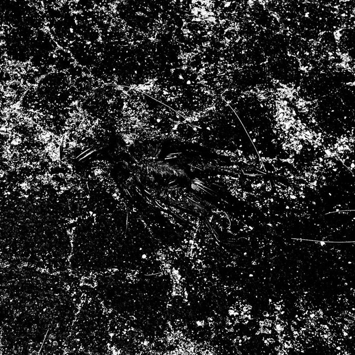 Split with Human Fluid Rot | Spit Pile