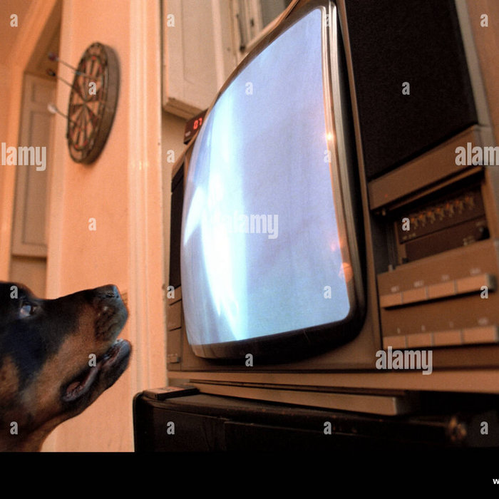 forever TV | bluebells