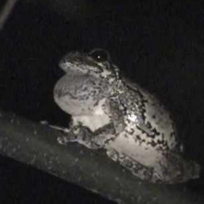 Darkcroak | Forest of Frogs