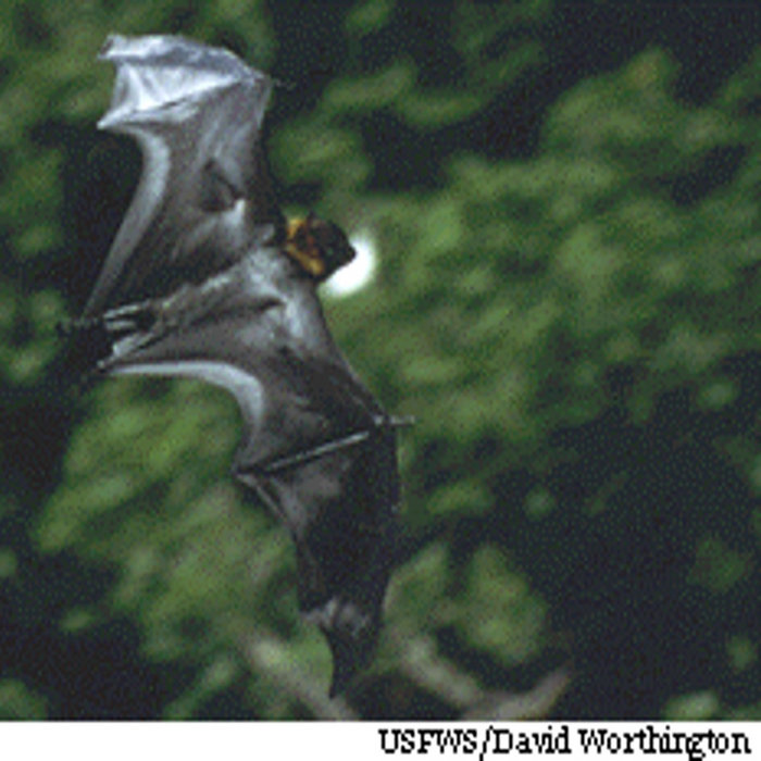 Yamati | Agustín Noseman