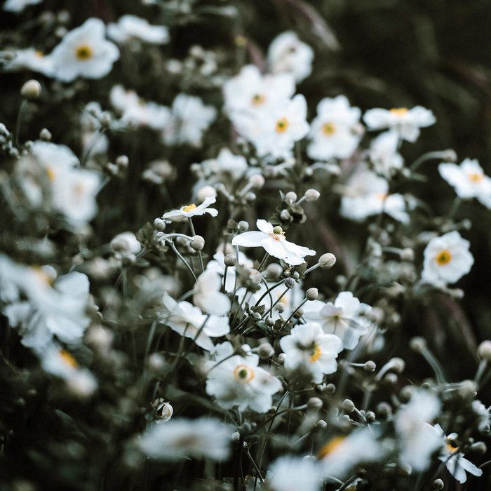 Flowers | Rosa Marsh | Aether Gaze