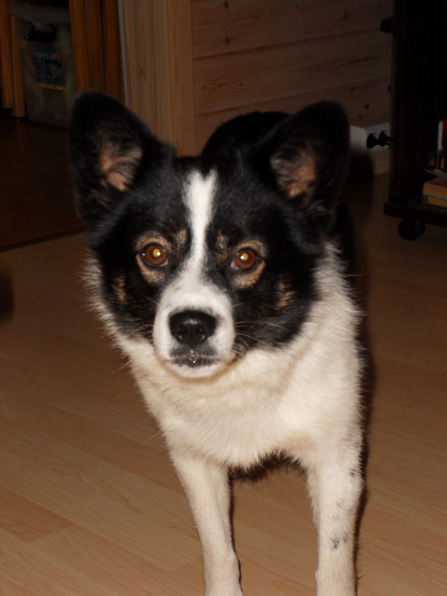 mysongsotus | Brian Dolphin