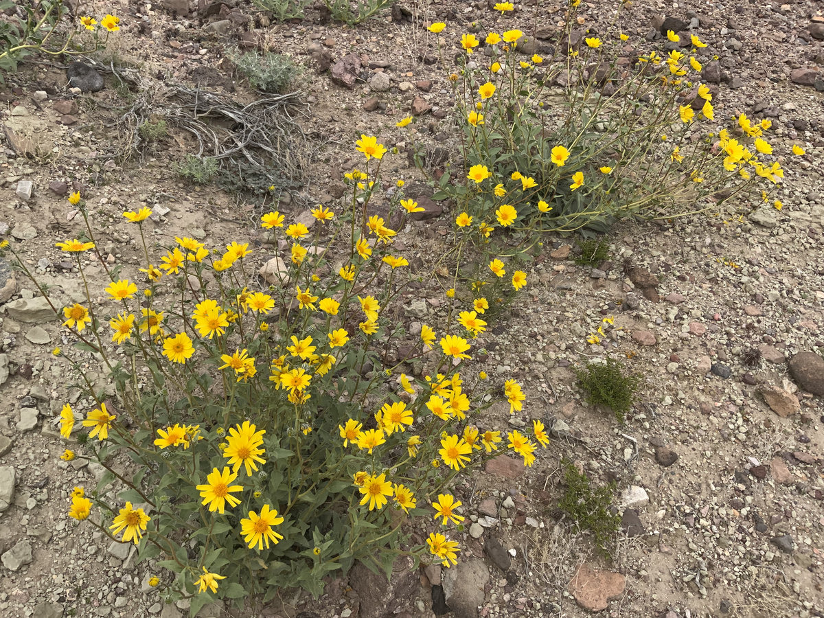 Xaria 26 | Trace Hints