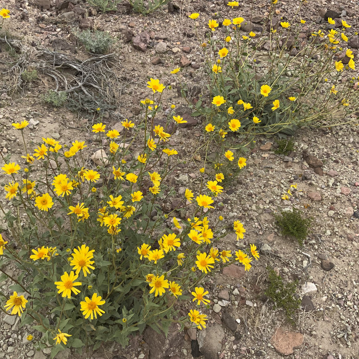 Xaria 26 | Trace Hints