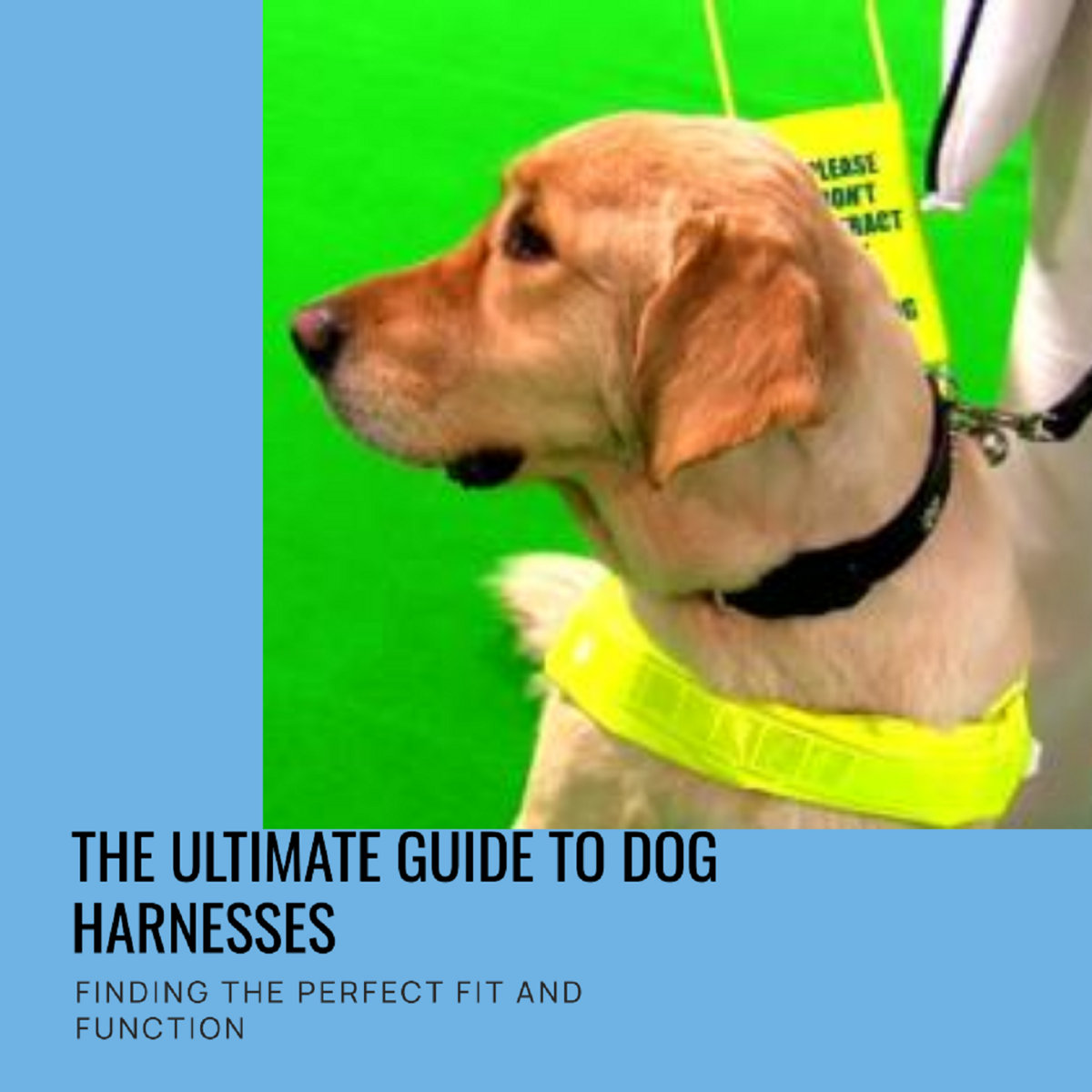 Finding The Perfect Fit And Function With The Ultimate Guide To Dog