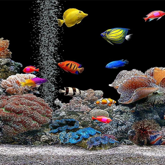 WINDOWS XP FISHTANK SCREENSAVER | tekunoraizu