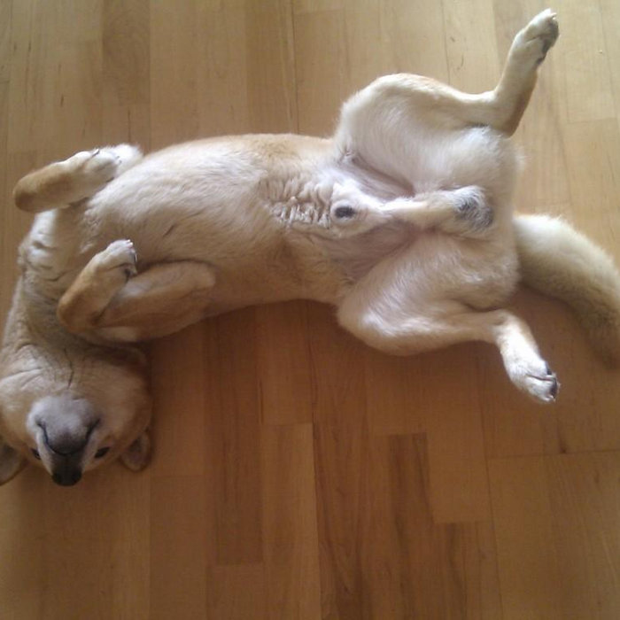 Canis Vulgaris | π Dogx