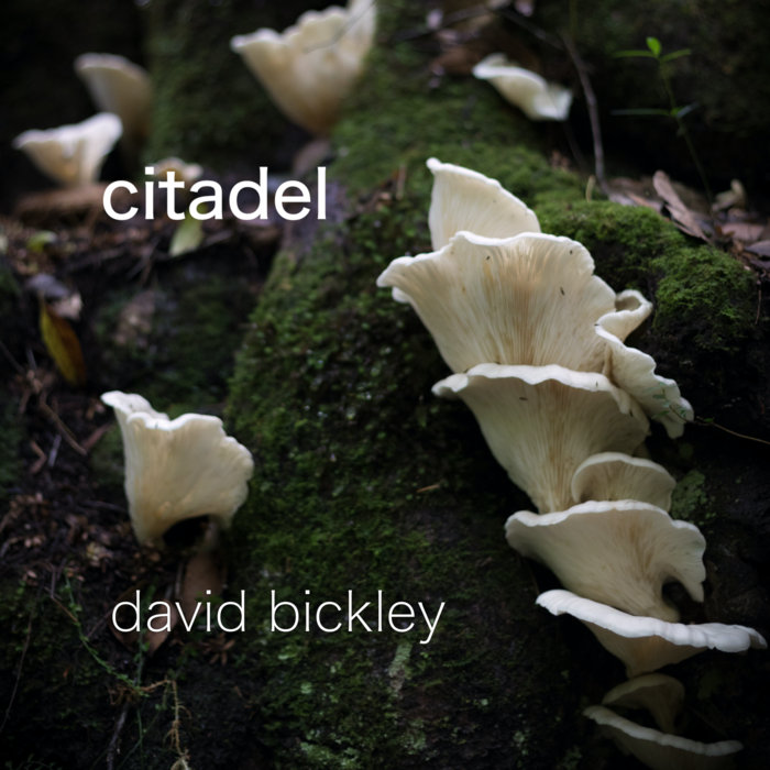 Citadel | David Bickley