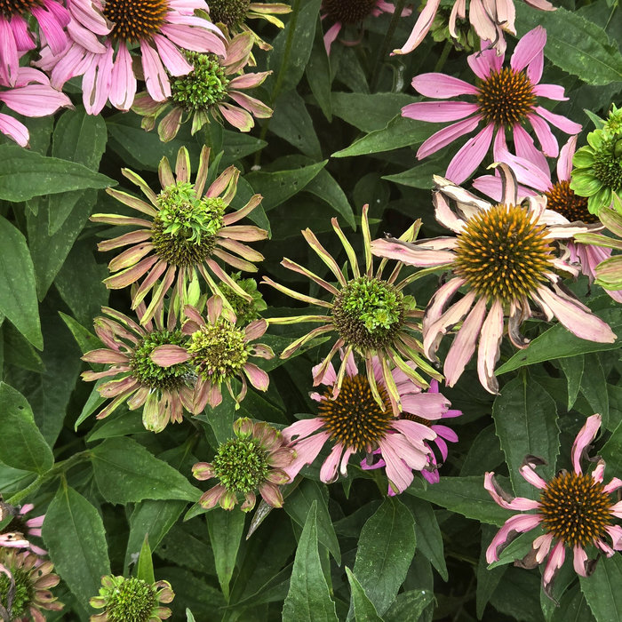 Deflowered | Signs of a Struggle