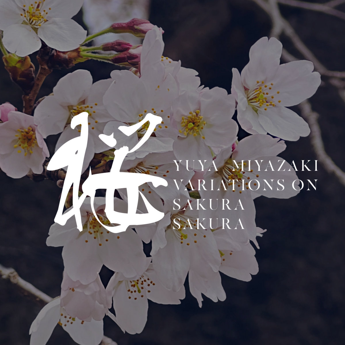 Körsbärsträd | Yuya Miyazaki