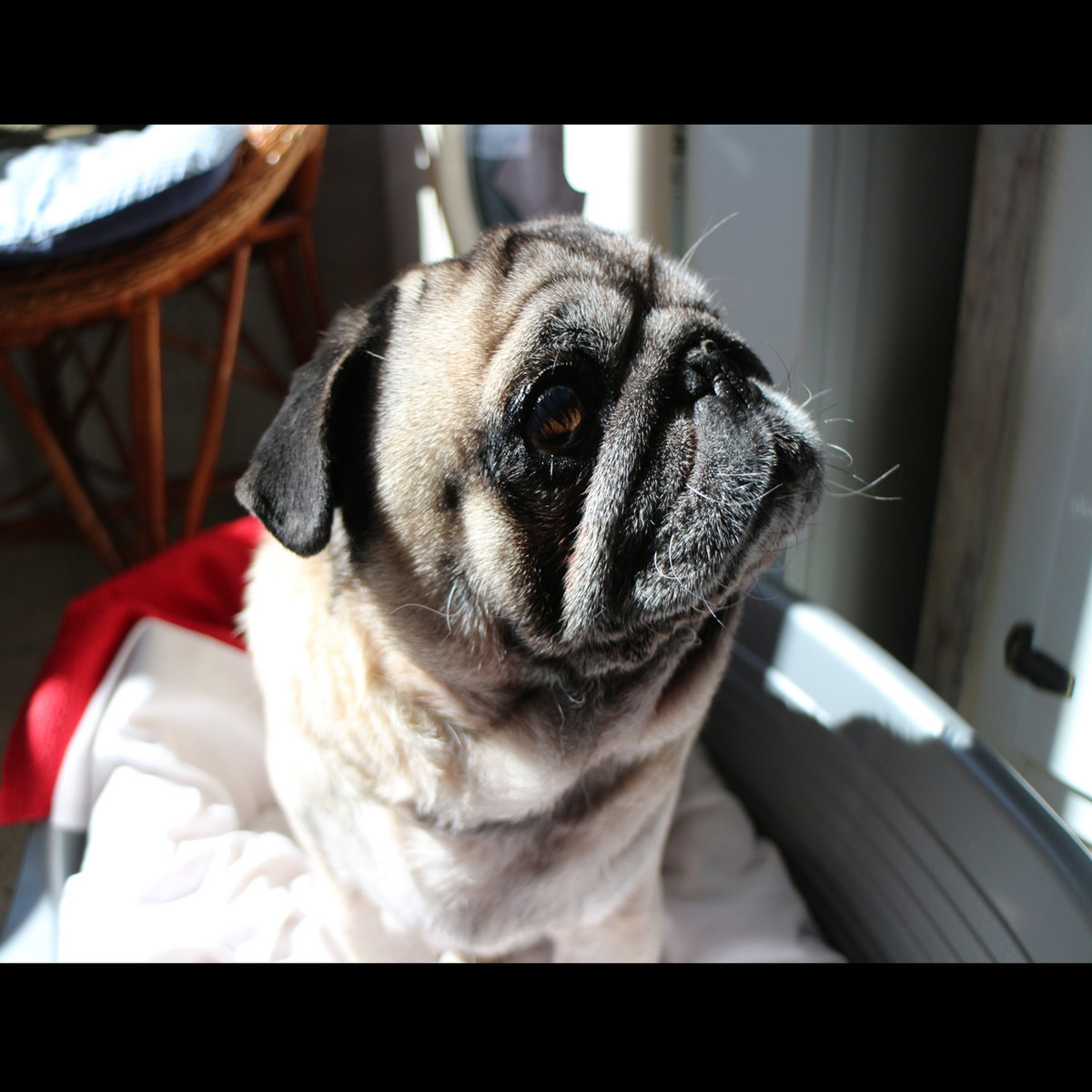 Lucas the pug in space | Claudiode Pina | Institute For Alien Research