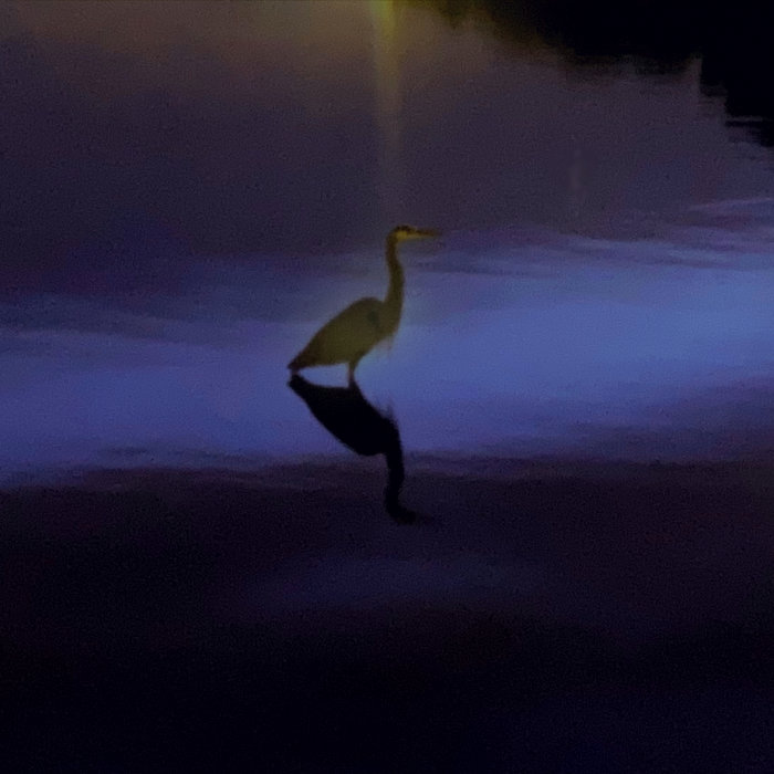 Herons | Light Bodies