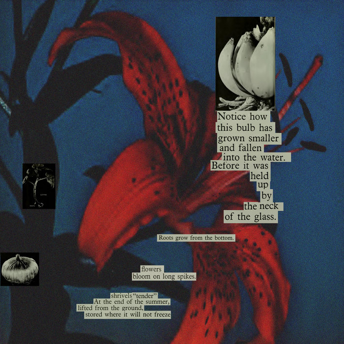 Before It Was Held Up by the Neck of the Glass | Sweet William / janis ...