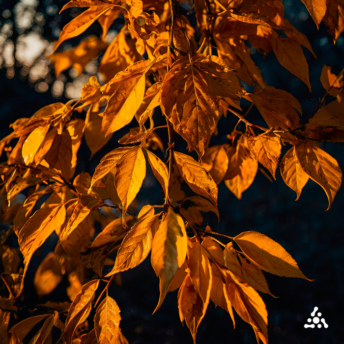 Summer's Fading Echo [24 bits] | Astropilot | Astropilot (ambient / chill)