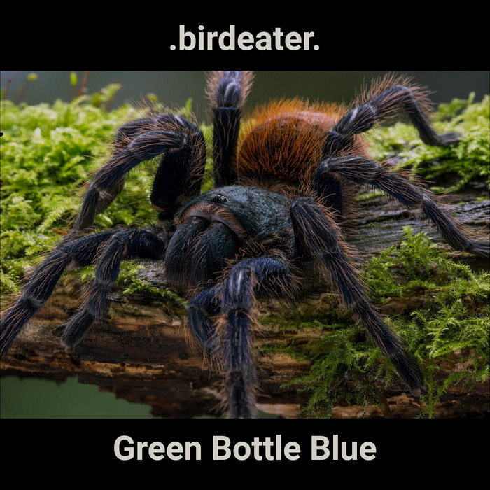 Green Bottle Blue | .birdeater. | Nature Noise Wall