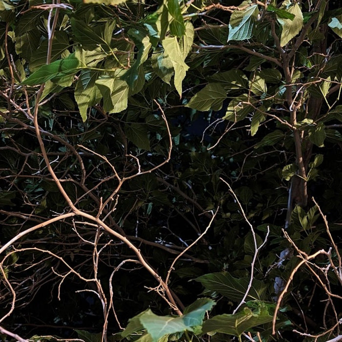 Anthology: Orchestral Works | Tyler Anaya