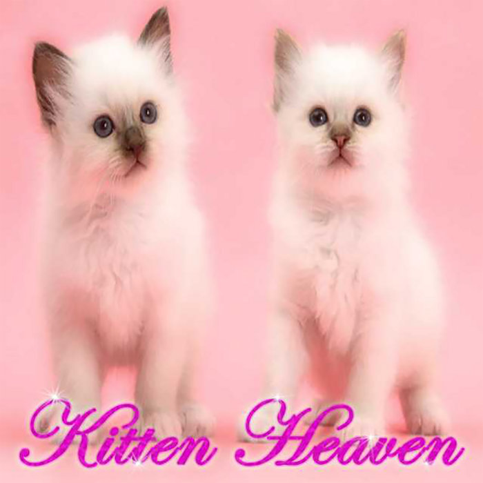 Kitten Heaven | Charlie Magicka