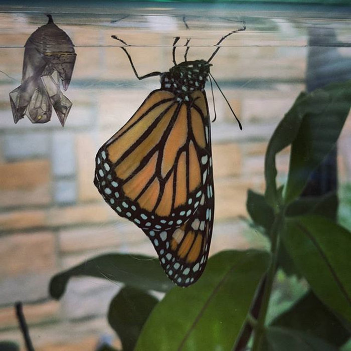 Live from a Magickal place | Dixon's Violin