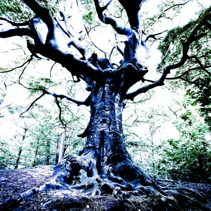 Forest of Souls | Chase Lenz