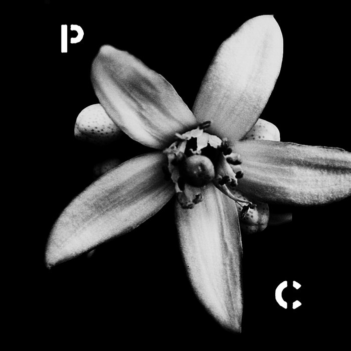 You Won't Believe This One Weird Trick to Trim Your Belly Fat | Purity ...