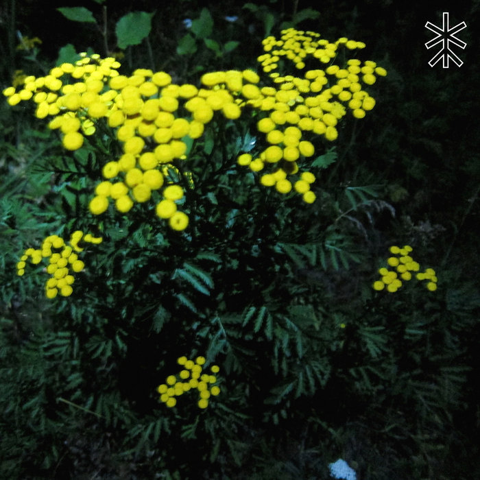 Deimos / Daedalia | Crystal Cage