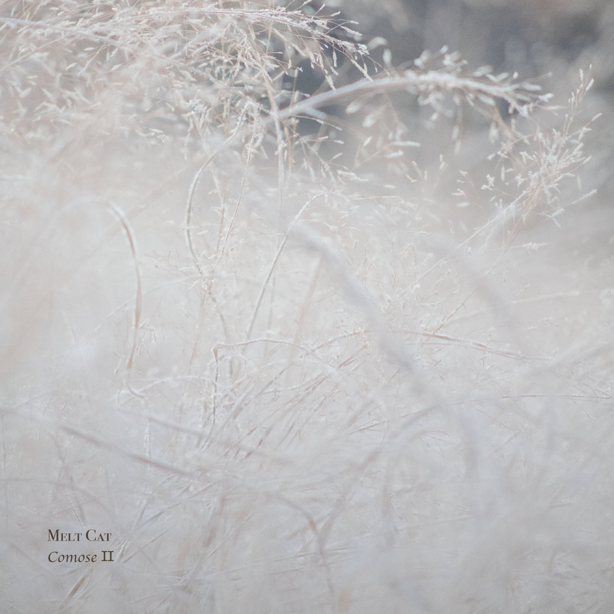 Comose II | Melt Cat