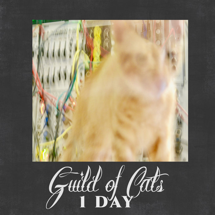 1 day | Guild of cats
