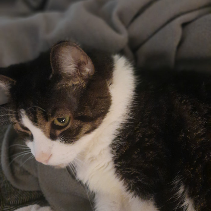 poisonous cats | wastrels