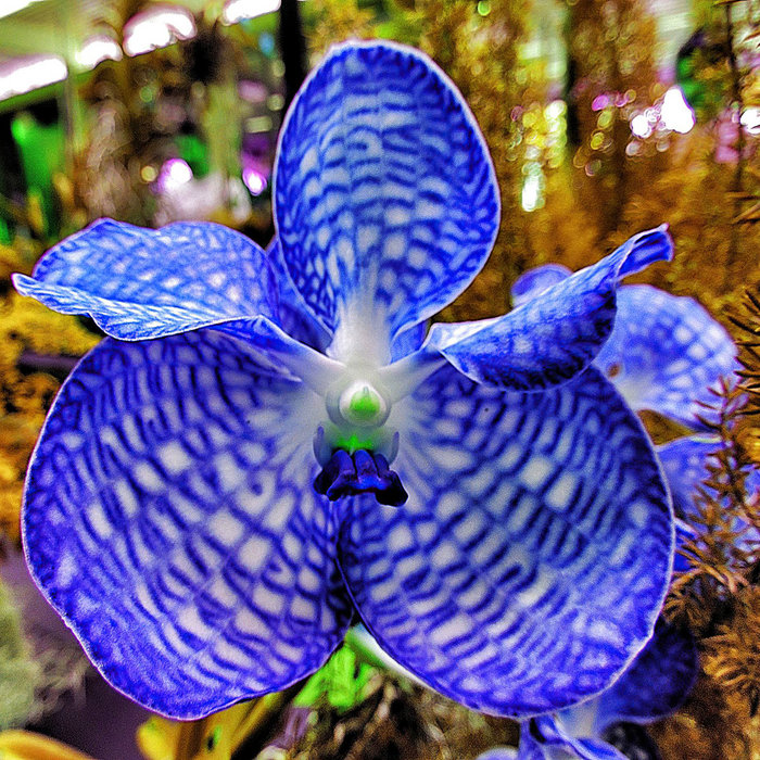 Blue Solitude | Bernard XOLOTL