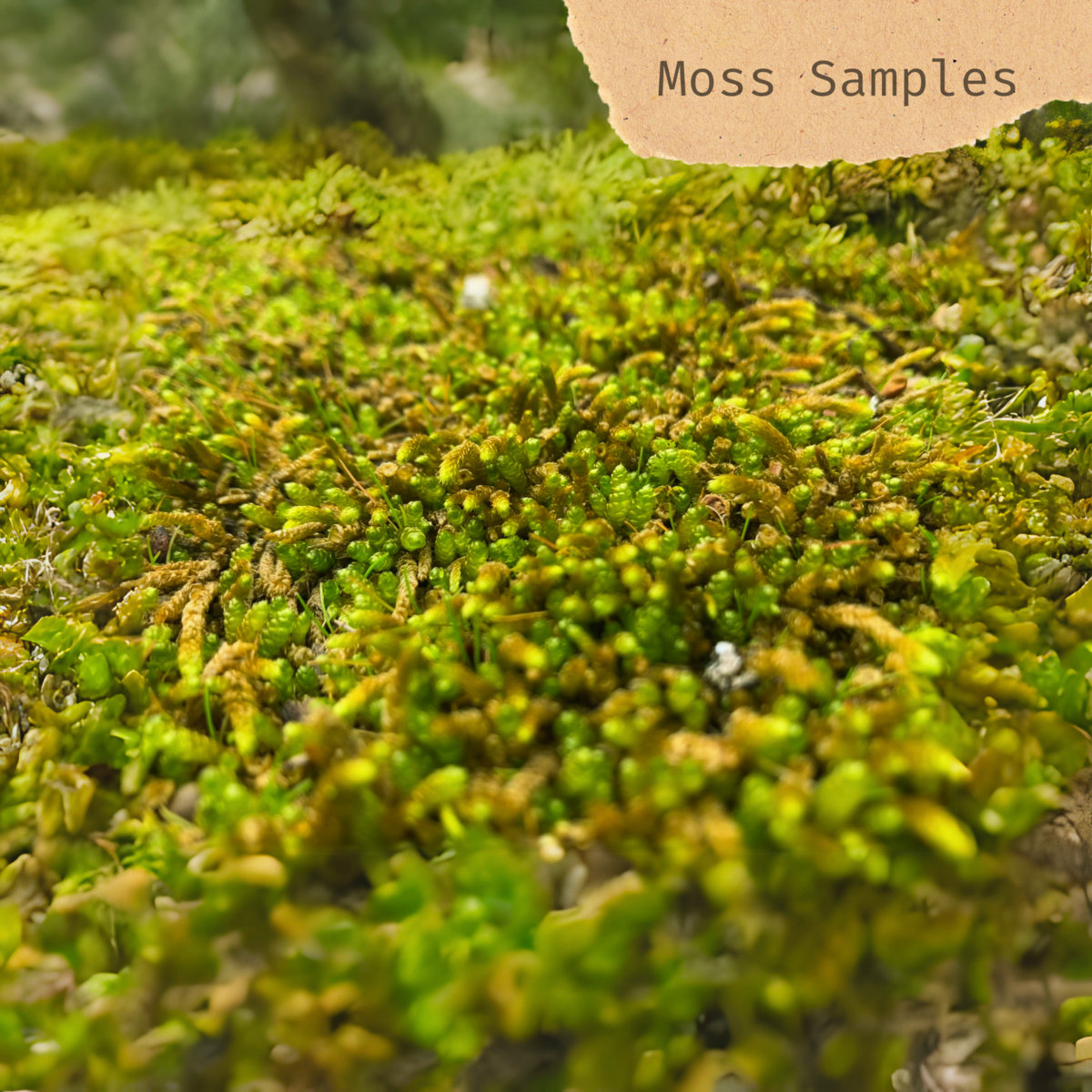 Moss Samples: Creative Commons 8) | Roger Eason