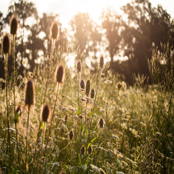 In The Fields | Eleanor Gilbert | Aether Gaze