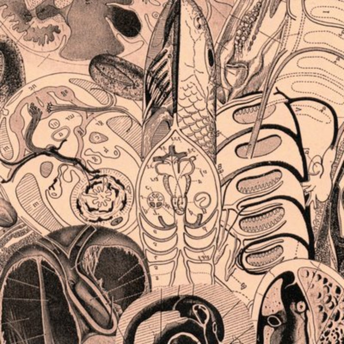 Sovereign Plumed Serpent (re-issue) | Yuko Chino | HYPEBE@T