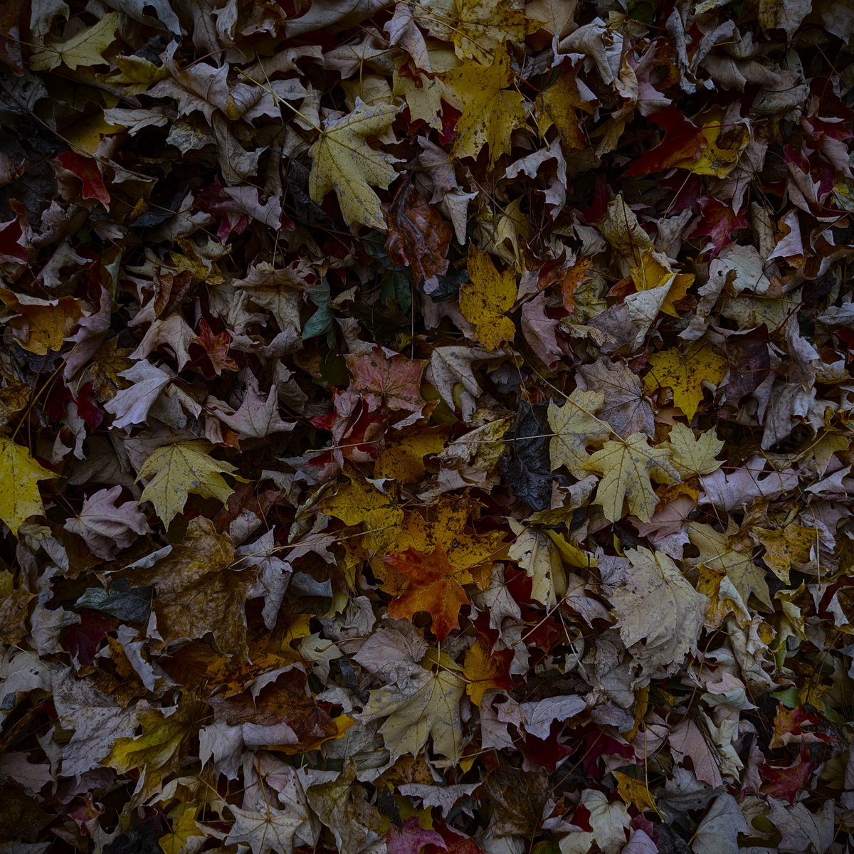 Blur | Nick Bates