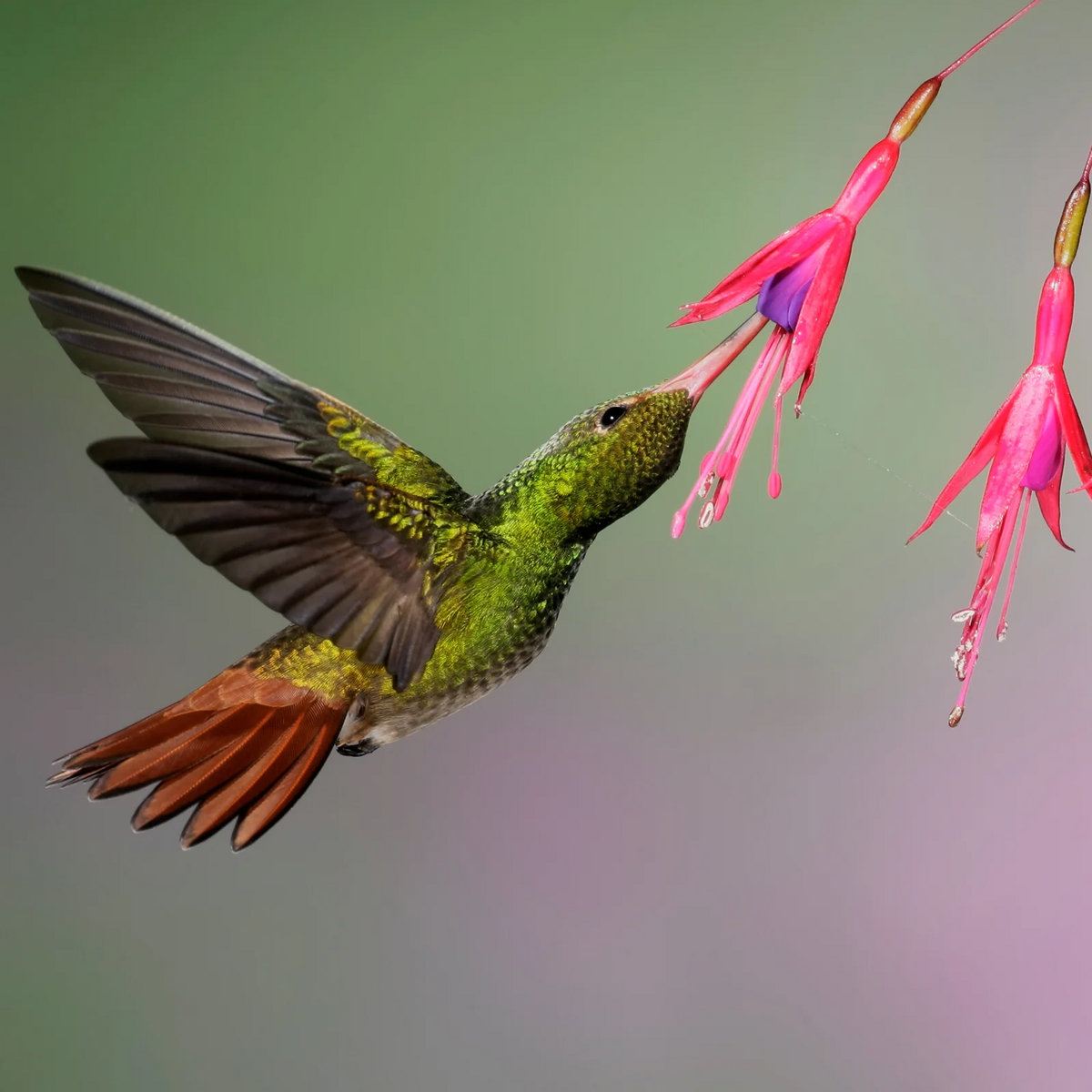 Hummingbird (2020 EP) | Brother Gareth