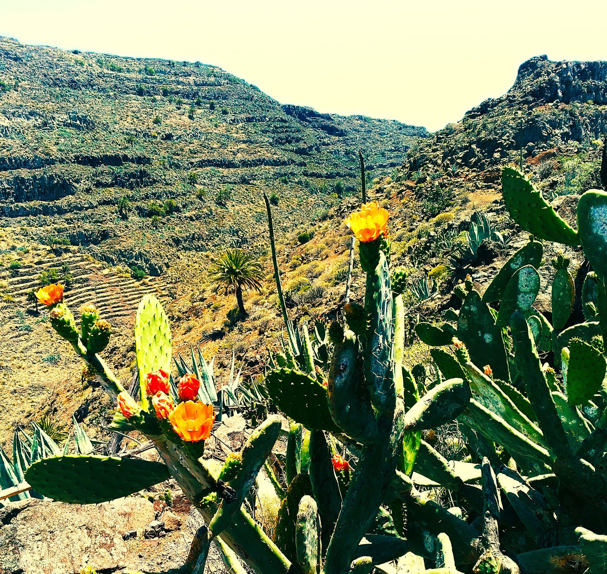 Improvision (live) | HCH