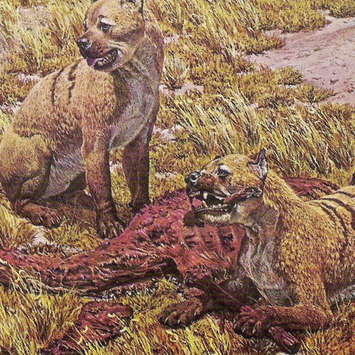 Borophagus | A Raja's Mesh Men | Small Hours