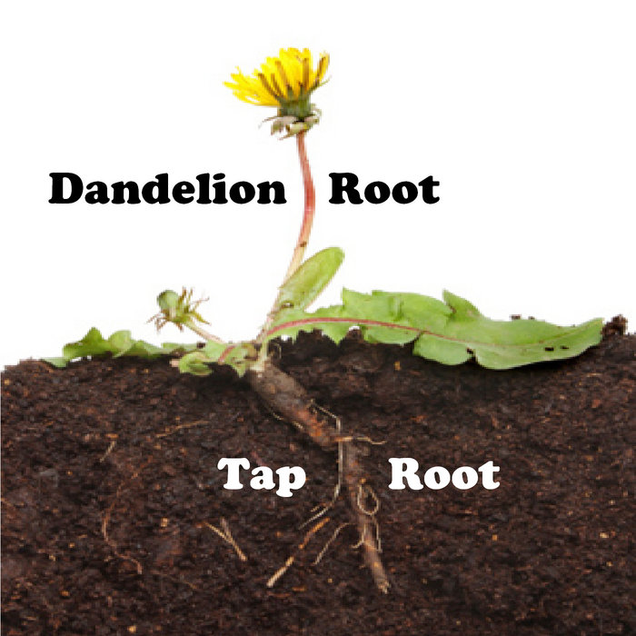 Tap Root | Dandelion Root