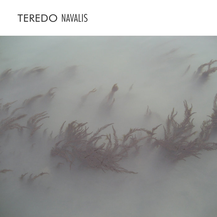 TEREDO NAVALIS | Enrico Coniglio