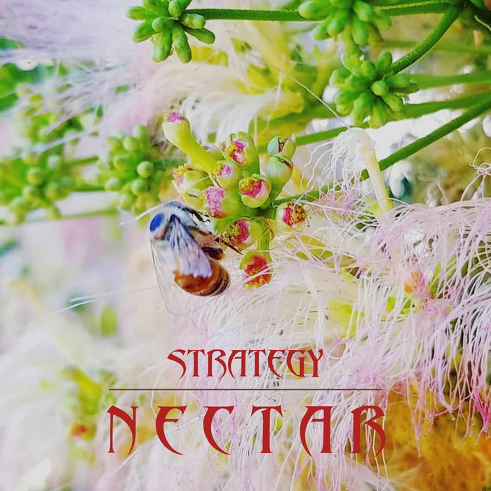 Nectar | Strategy