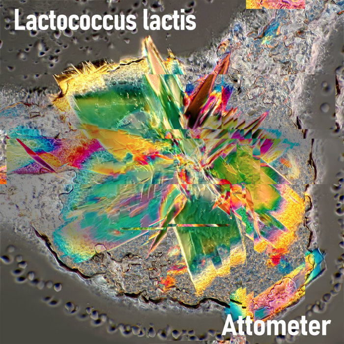 Snow Laden Needles | Lactococcus lactis vs Attometer | Attometer