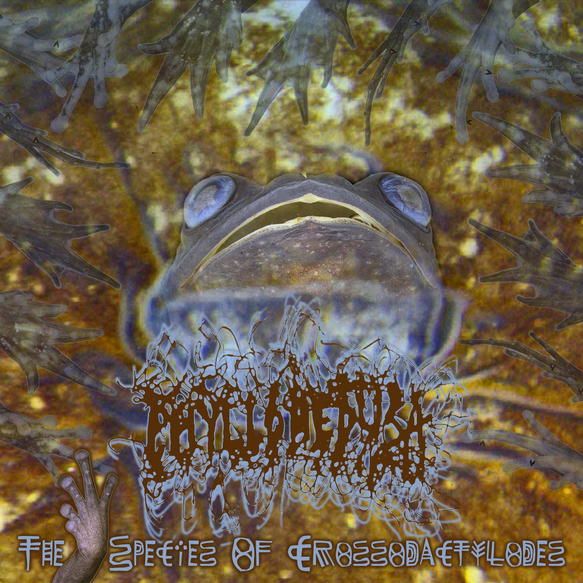 The Five Species Of Crossodactylodes | Phyllomedusa