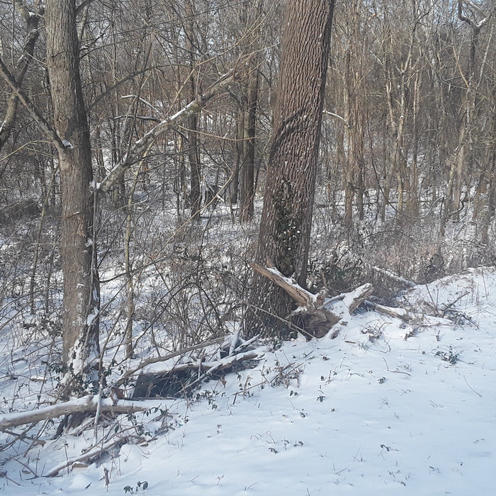 Christmas Time is Here | Z. Thomas Sibley