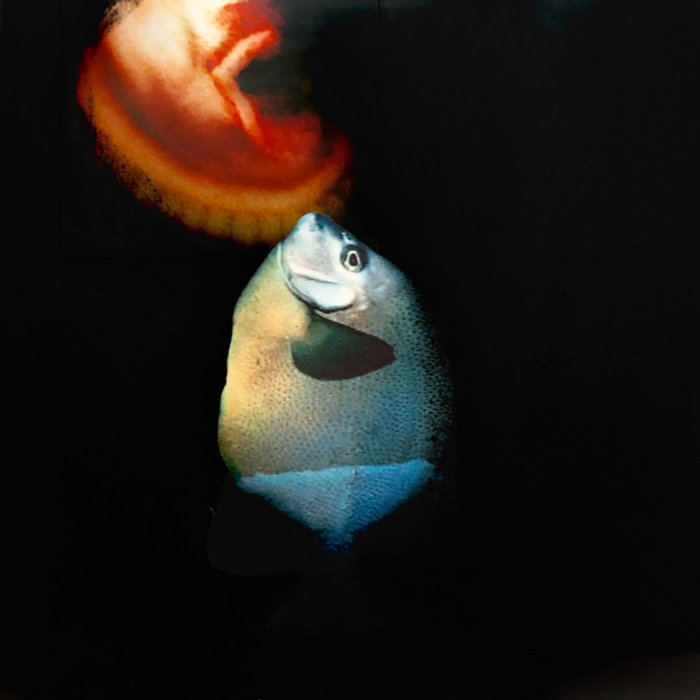 Angel Fish Stomach Pump | Dogsister