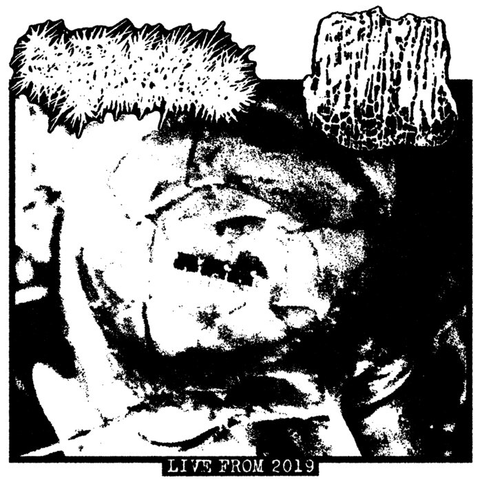 SKIN FUNK | SKIN BEETLES