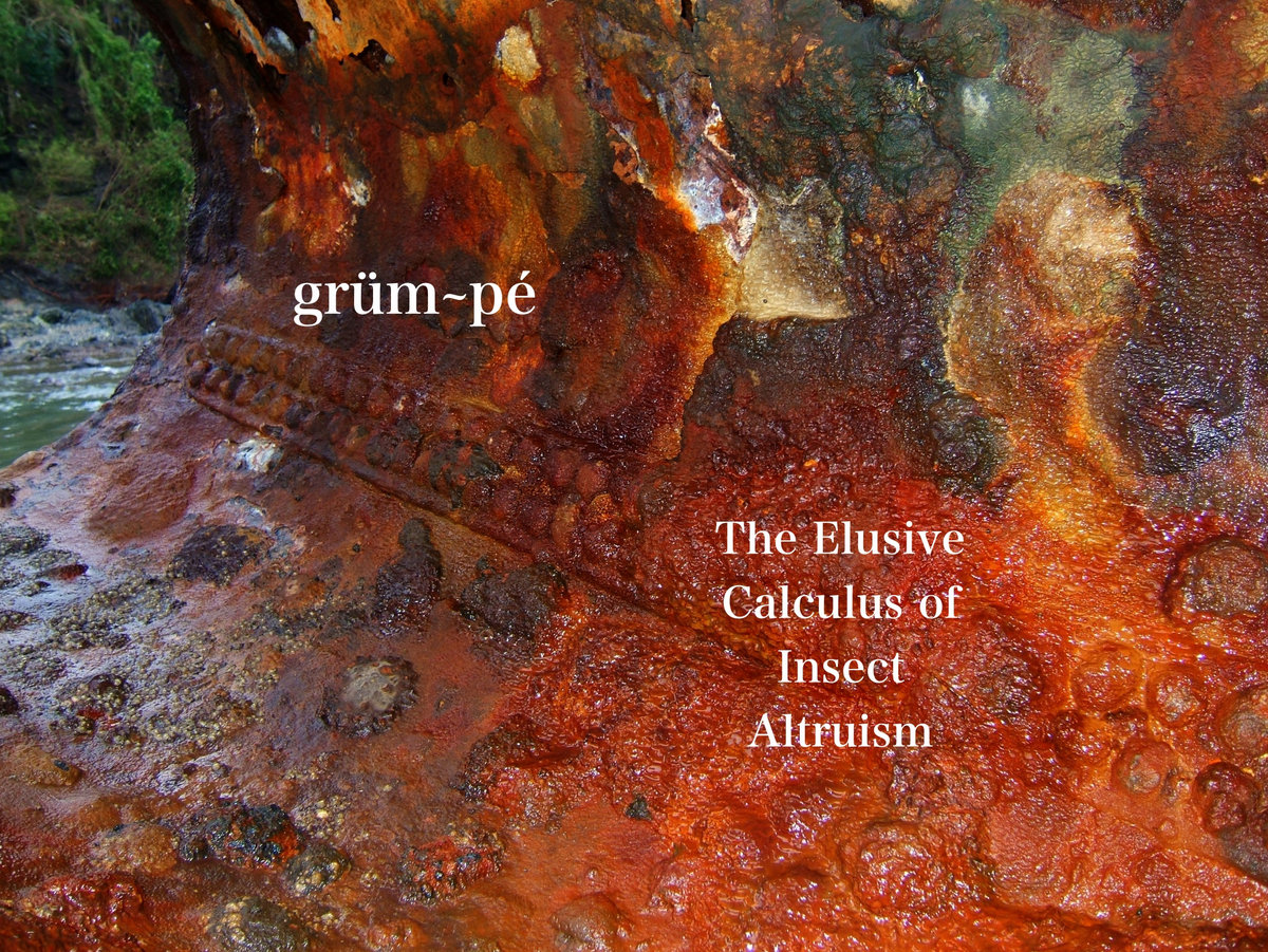 The Elusive Calculus of Insect Altruism | grum~pe