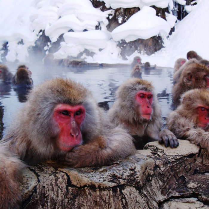 Monkeys In Heat | Monkeys In Heat